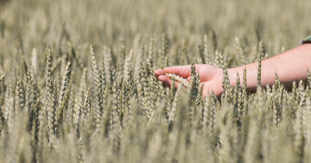 Winterweizen Saatgut kaufen - Ertragreiche Sorten für 2025