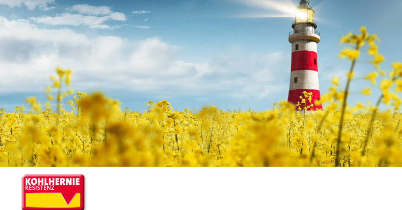 Kohlhernie-Resistenz Sicherheit im Rapsanbau