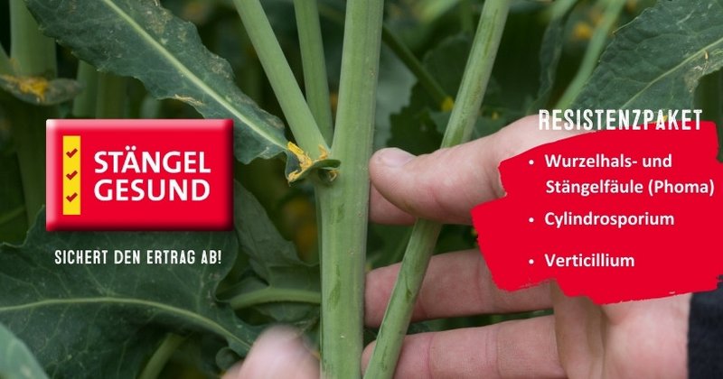 Die Raps Sorten von LG - topaktuell und #EineSorgeWeniger