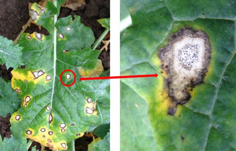 Phoma Resistenz-Züchtung