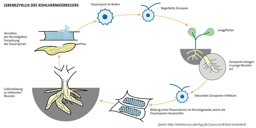 Kohlhernie-Resistenz Sicherheit im Rapsanbau