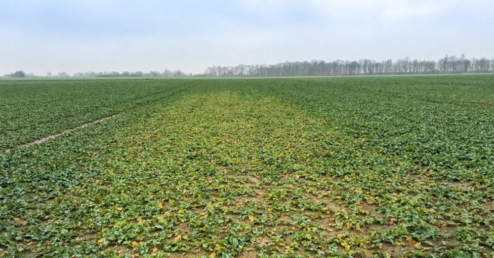 Kohlhernie-Resistenz Sicherheit im Rapsanbau