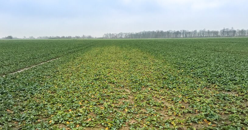 Kohlhernie-Resistenz Sicherheit im Rapsanbau
