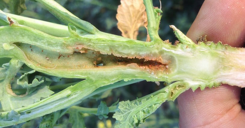 Raps gesund halten – Schädlinge und Krankheiten im Blick
