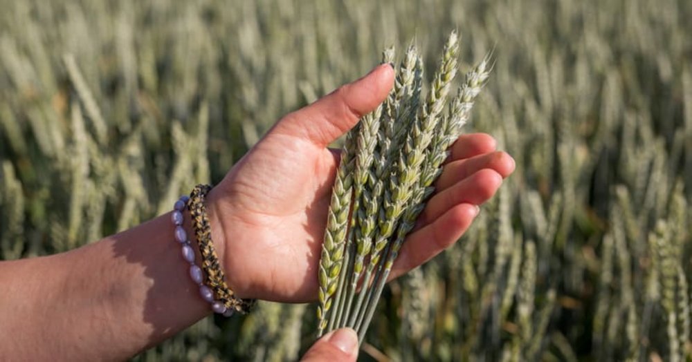 Winterweizen Saatgut kaufen - Ertragreiche Sorten für 2025