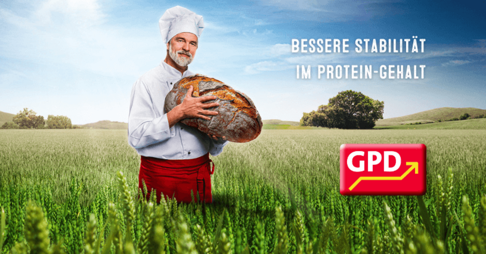 Winterweizen Saatgut kaufen - Ertragreiche Sorten für 2025