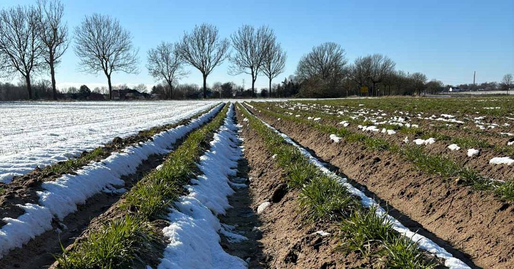 Winterweizen Saatgut kaufen - Ertragreiche Sorten für 2025