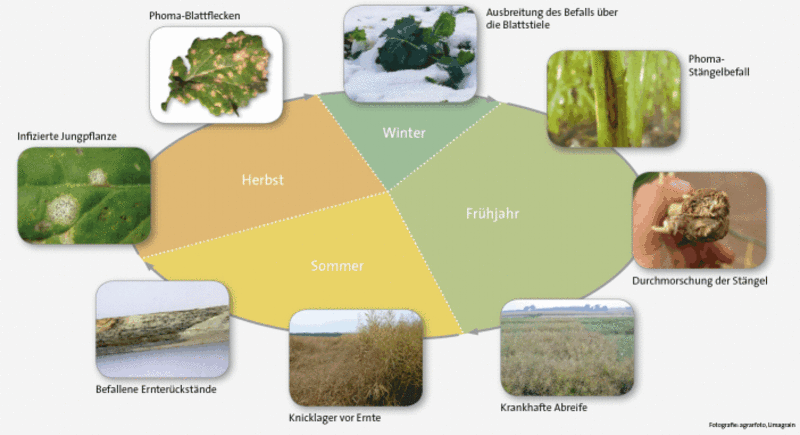 Phoma Resistenz-Züchtung